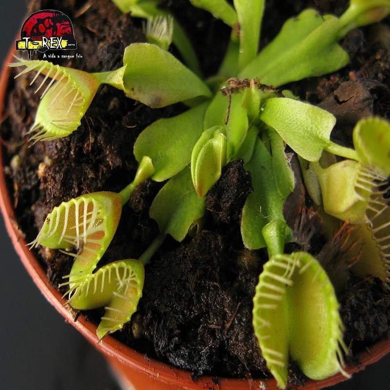 Planta Carnívora Dioneia Double Trouble - Compre Online